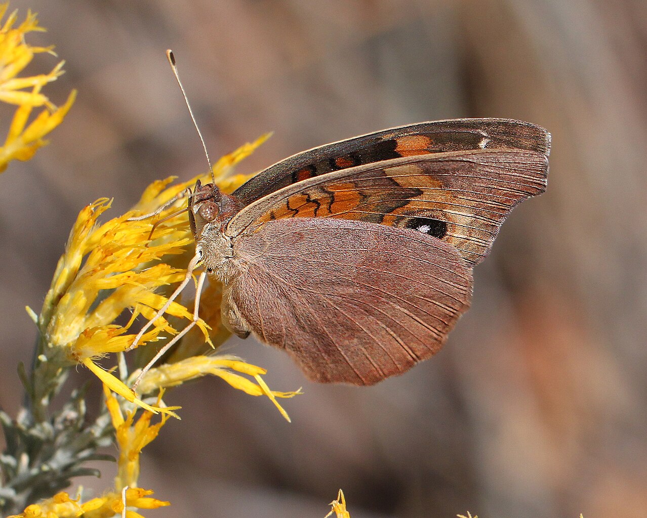 48 Common Brown Butterflies in The U.S. (with Pictures)