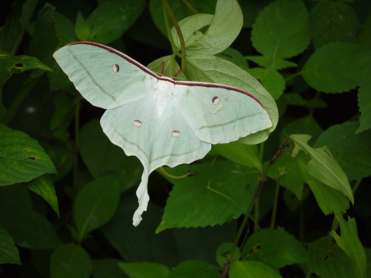 21 Striking Butterflies and Moths With Long Tails (with Pictures)