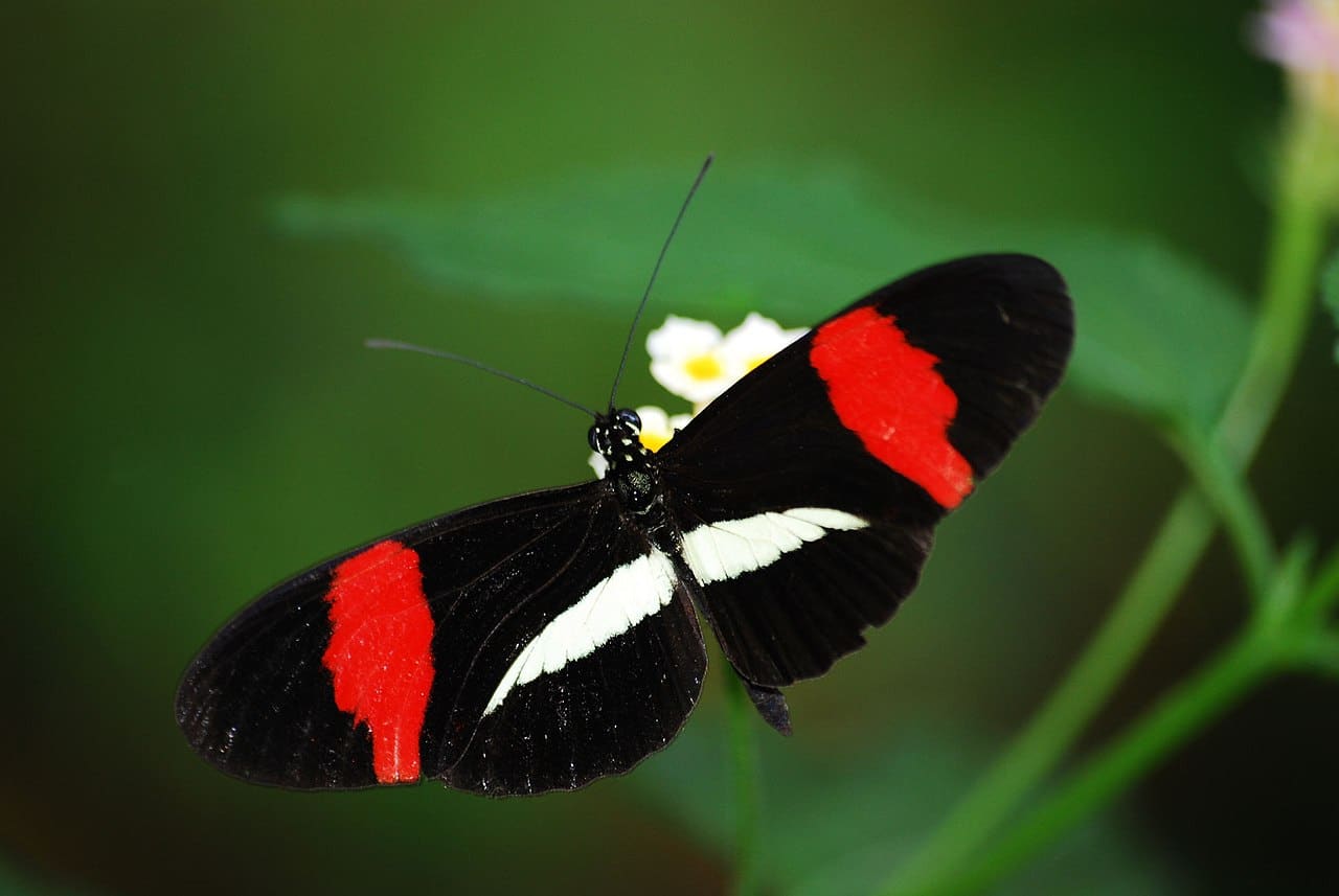 29 Vivid Red Butterflies (From Crimson to Blush)