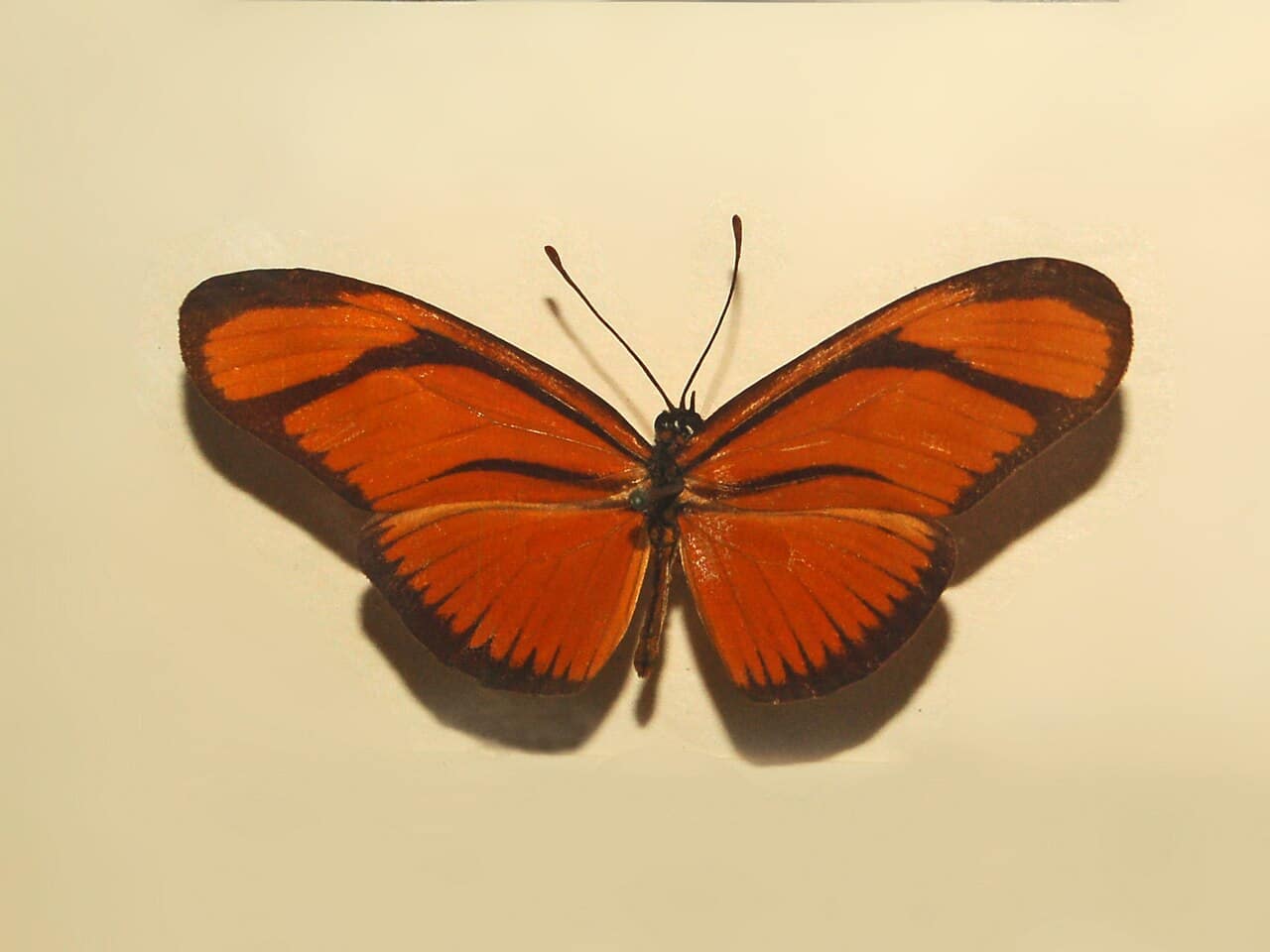 29 Vivid Red Butterflies (From Crimson to Blush)