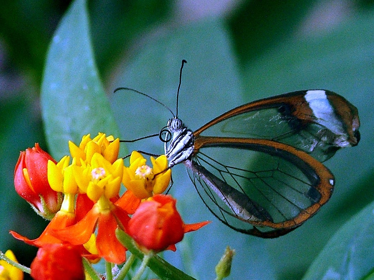 35 Vivid Butterflies In The Rainforest (with Pictures)