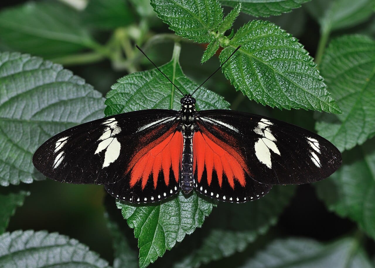 35 Vivid Butterflies In The Rainforest (with Pictures)