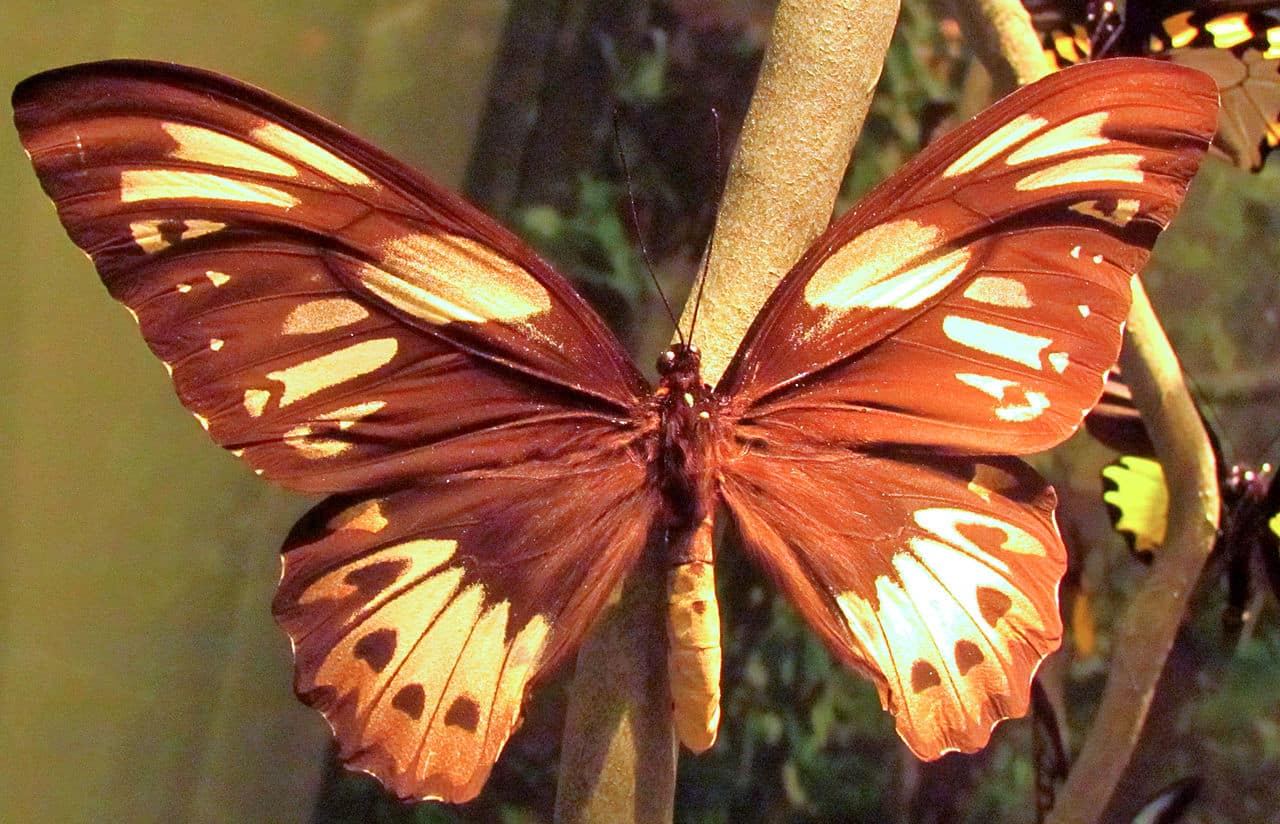 35 Vivid Butterflies In The Rainforest (with Pictures)