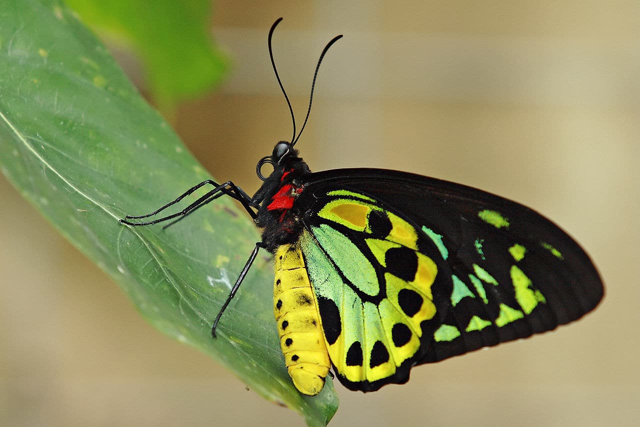35 Vivid Butterflies In The Rainforest (with Pictures)