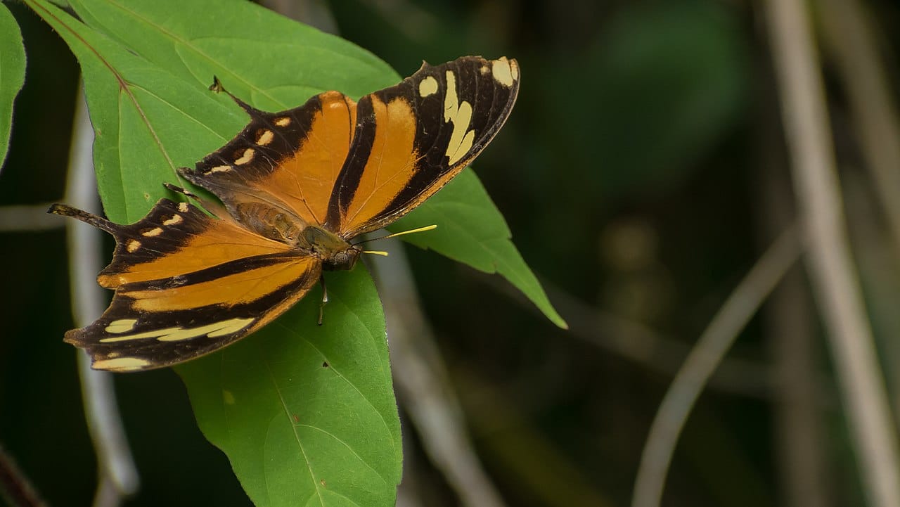 35 Vivid Butterflies In The Rainforest (with Pictures)