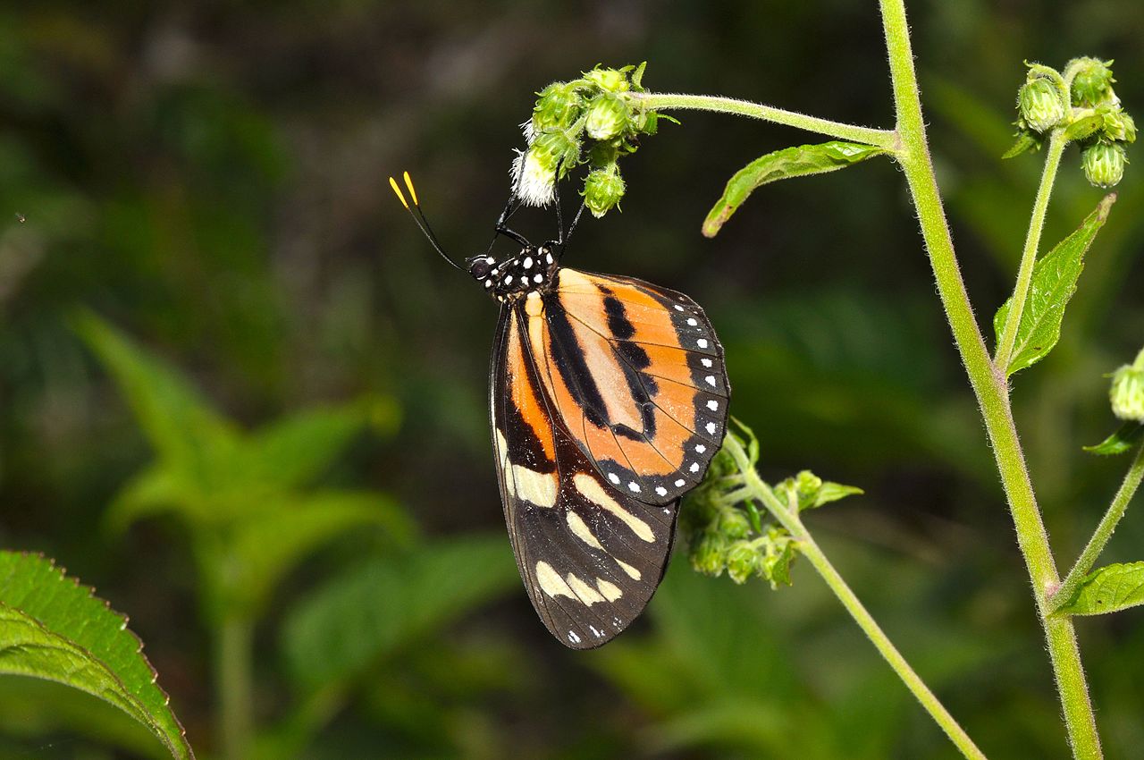 35 Vivid Butterflies In The Rainforest (with Pictures)