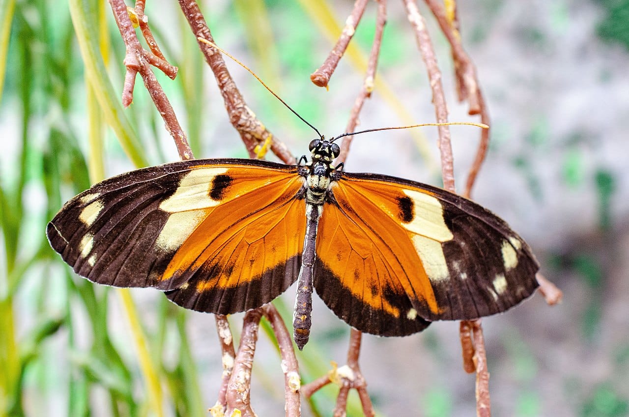 35 Vivid Butterflies In The Rainforest (with Pictures)