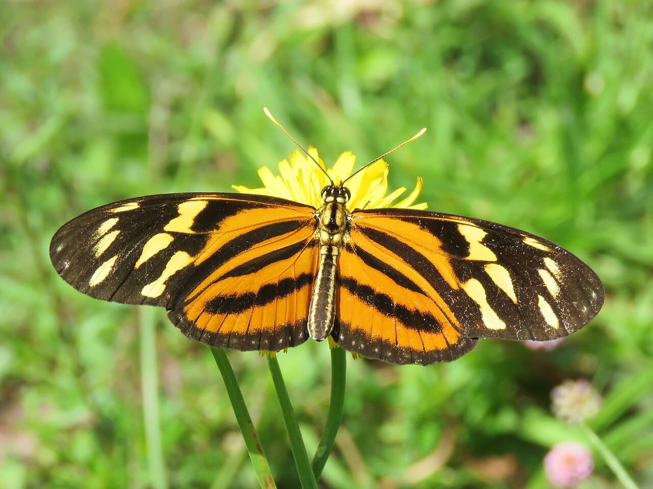 35 Vivid Butterflies In The Rainforest (with Pictures)