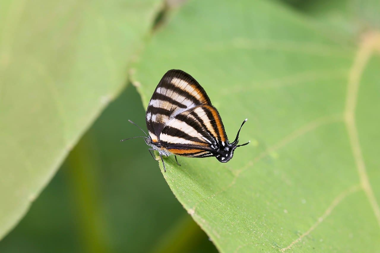 35 Vivid Butterflies In The Rainforest (with Pictures)