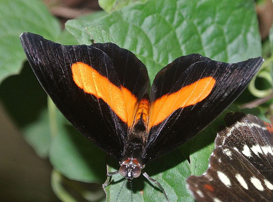 35 Vivid Butterflies In The Rainforest (with Pictures)