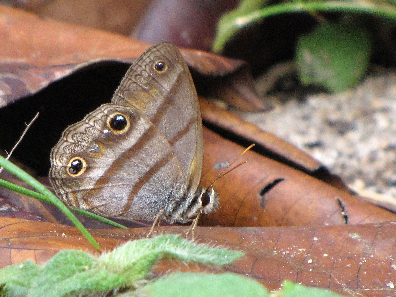 35 Vivid Butterflies In The Rainforest (with Pictures)