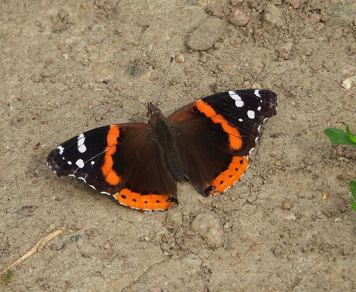 43 Black And Orange Butterflies (Pictures And Identification)