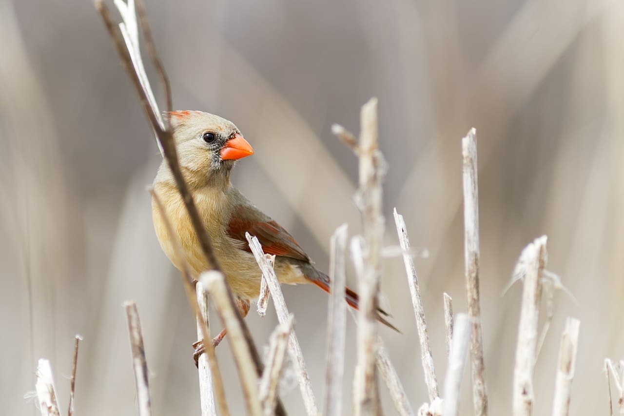 43 Types of Yellow Birds (Pictures and Identification)