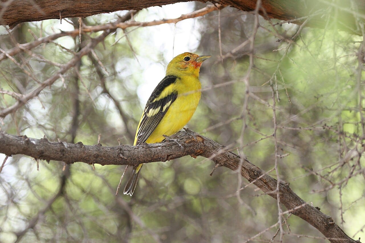 43 Types of Yellow Birds (Pictures and Identification)