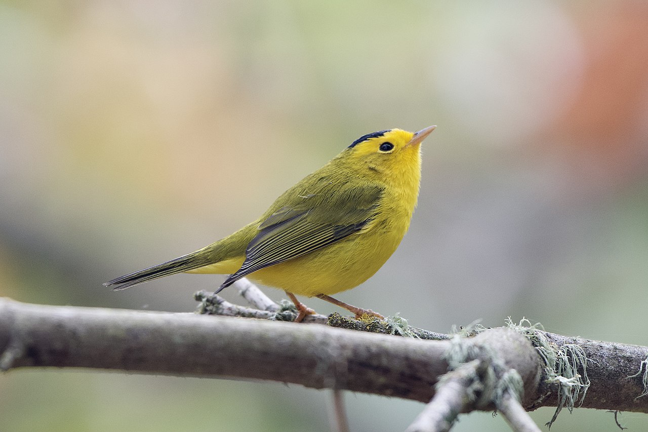 43 Types of Yellow Birds (Pictures and Identification)