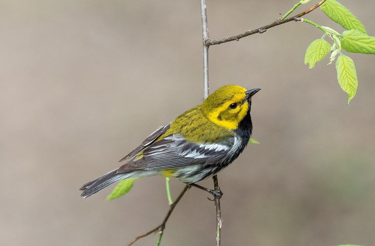 43 Types of Yellow Birds (Pictures and Identification)