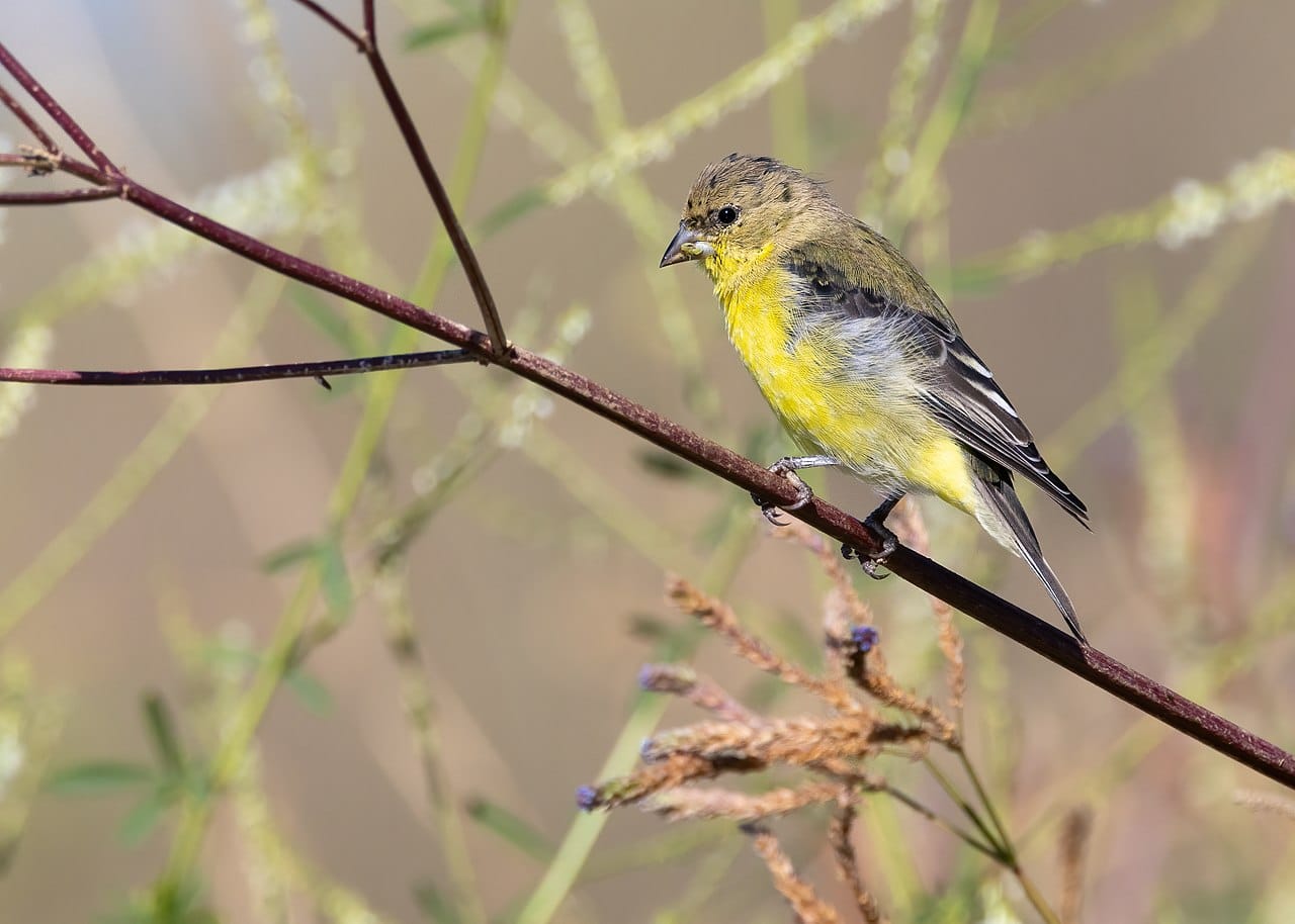43 Types of Yellow Birds (Pictures and Identification)