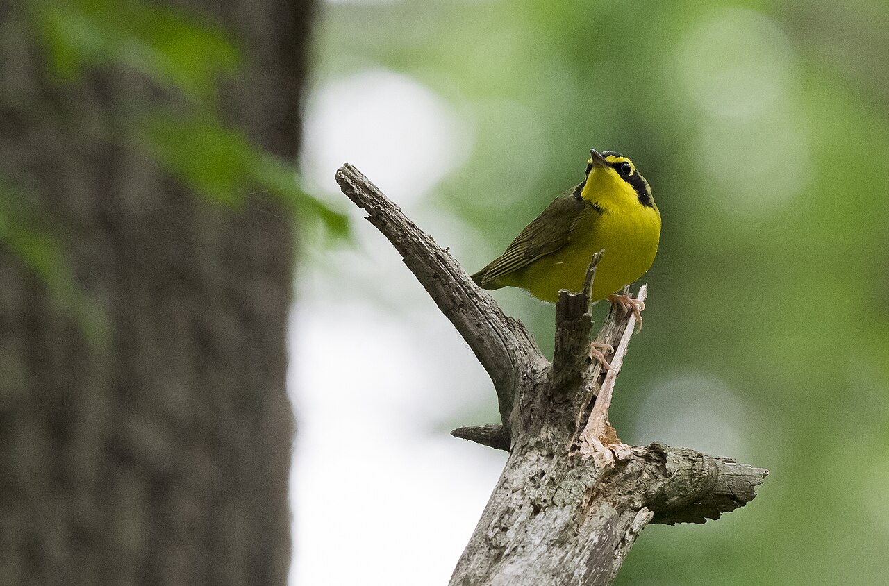 43 Types of Yellow Birds (Pictures and Identification)