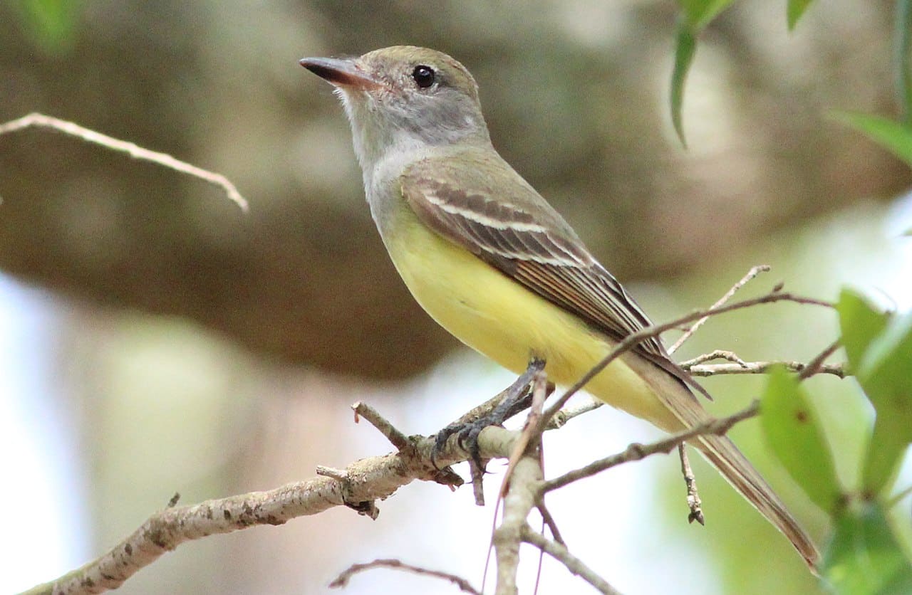 43 Types of Yellow Birds (Pictures and Identification)
