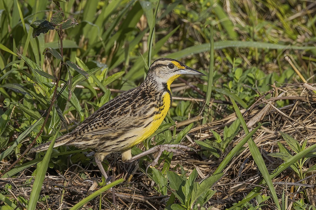 43 Types of Yellow Birds (Pictures and Identification)
