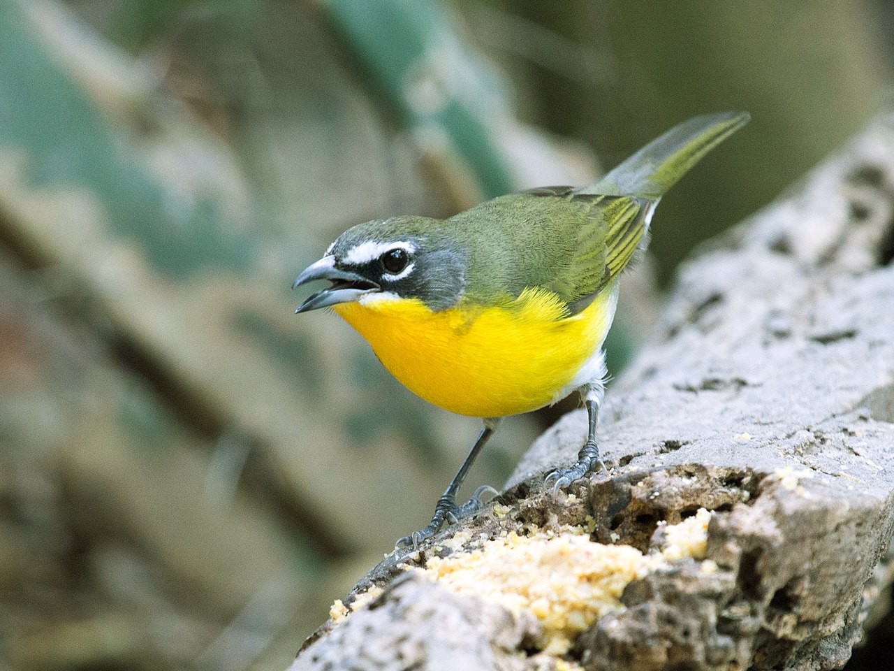 43 Types of Yellow Birds (Pictures and Identification)