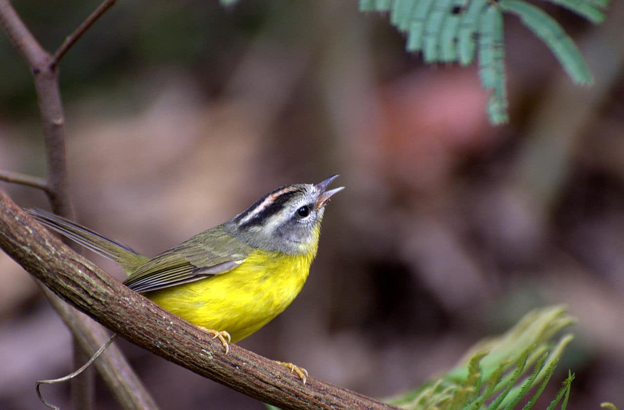 43 Types of Yellow Birds (Pictures and Identification)