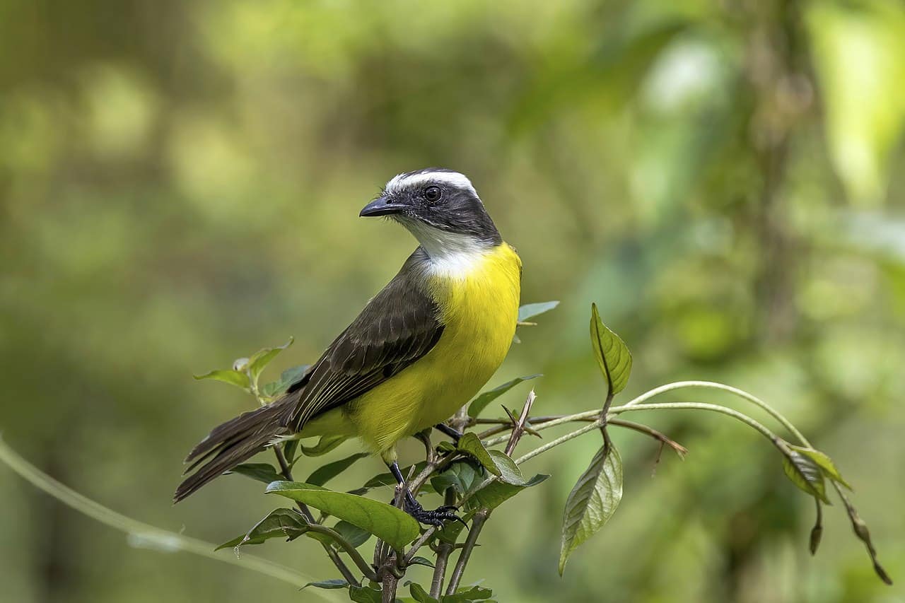 43 Types of Yellow Birds (Pictures and Identification)