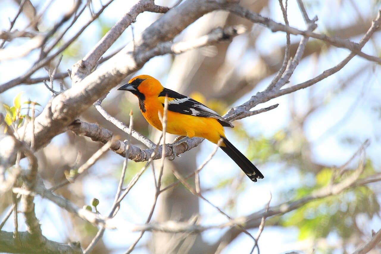 43 Types of Yellow Birds (Pictures and Identification)
