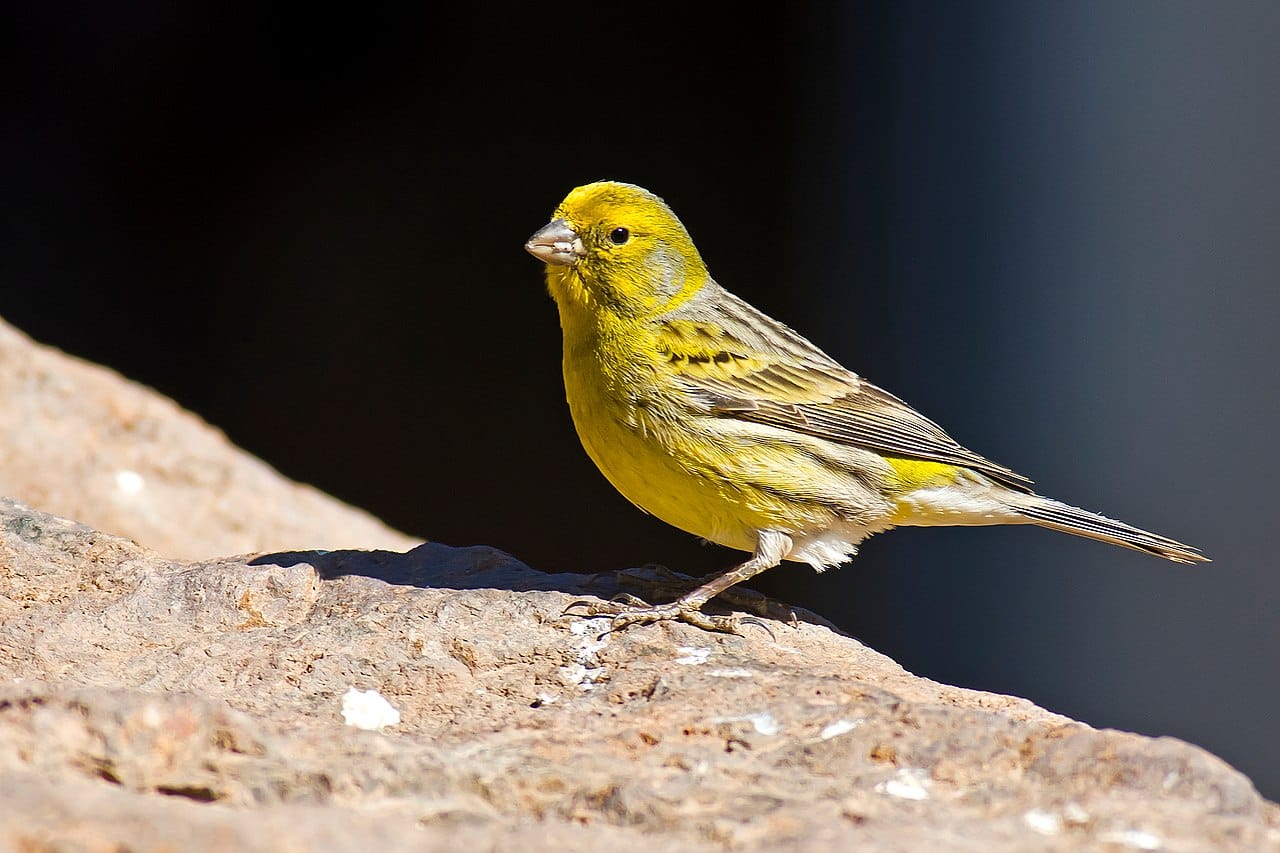 43 Types of Yellow Birds (Pictures and Identification)