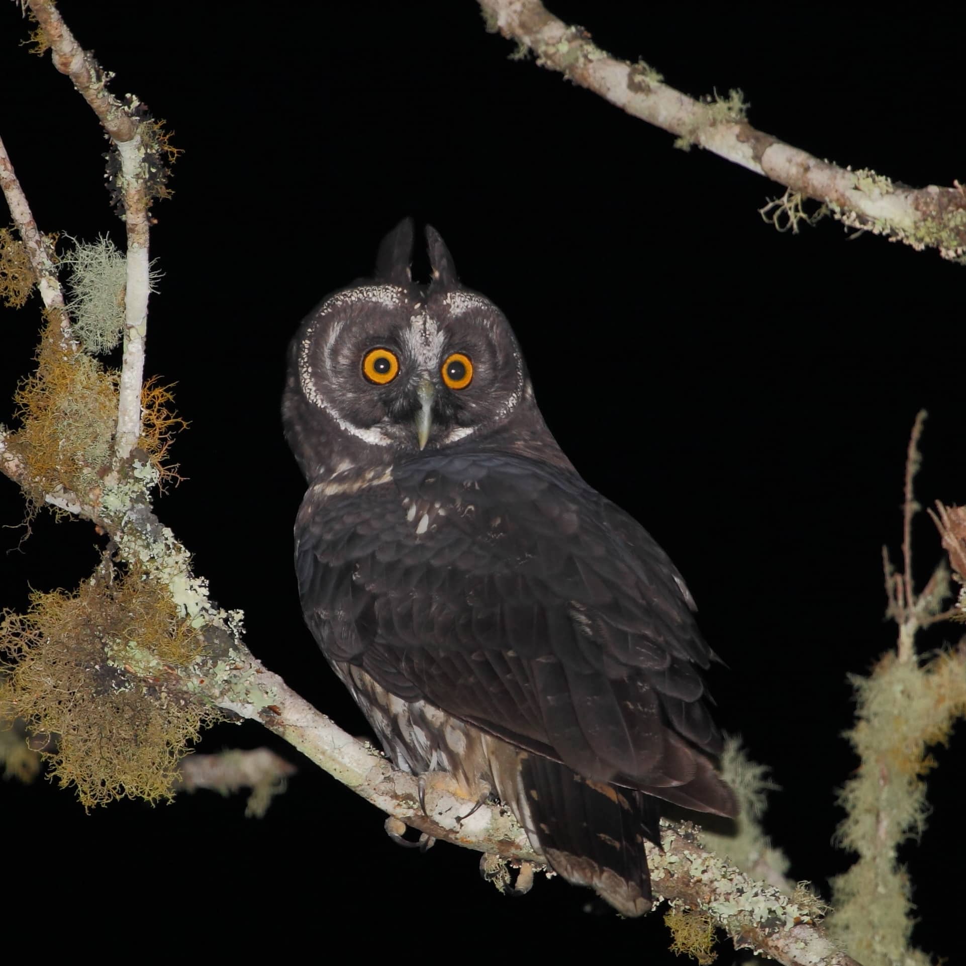 12 Owls With Orange (Or Red) Eyes (with Pictures)