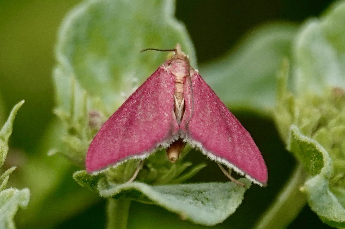 20 Beautiful Pink Bugs In The World (with Pictures)