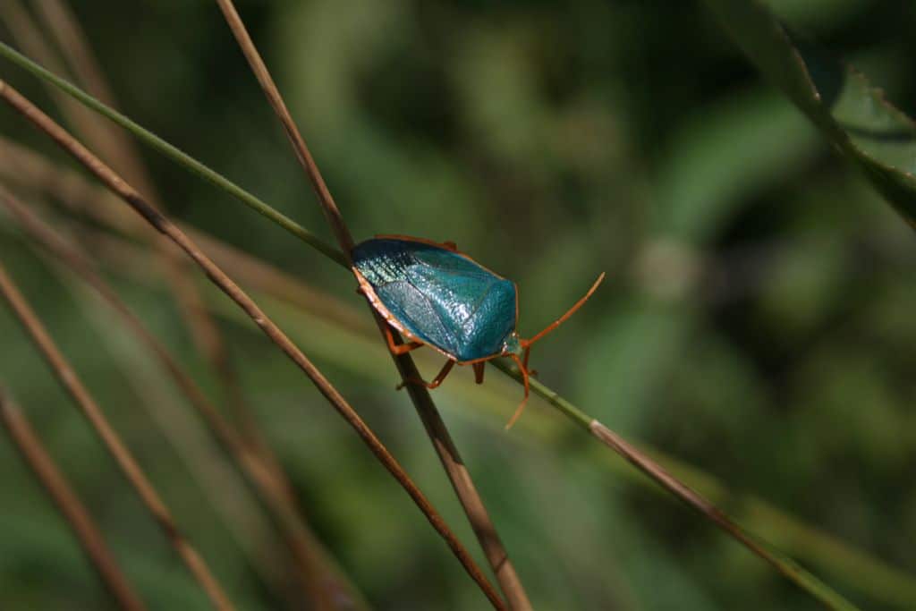 33 Blue Bugs You May Encounter (Some Can Fly)