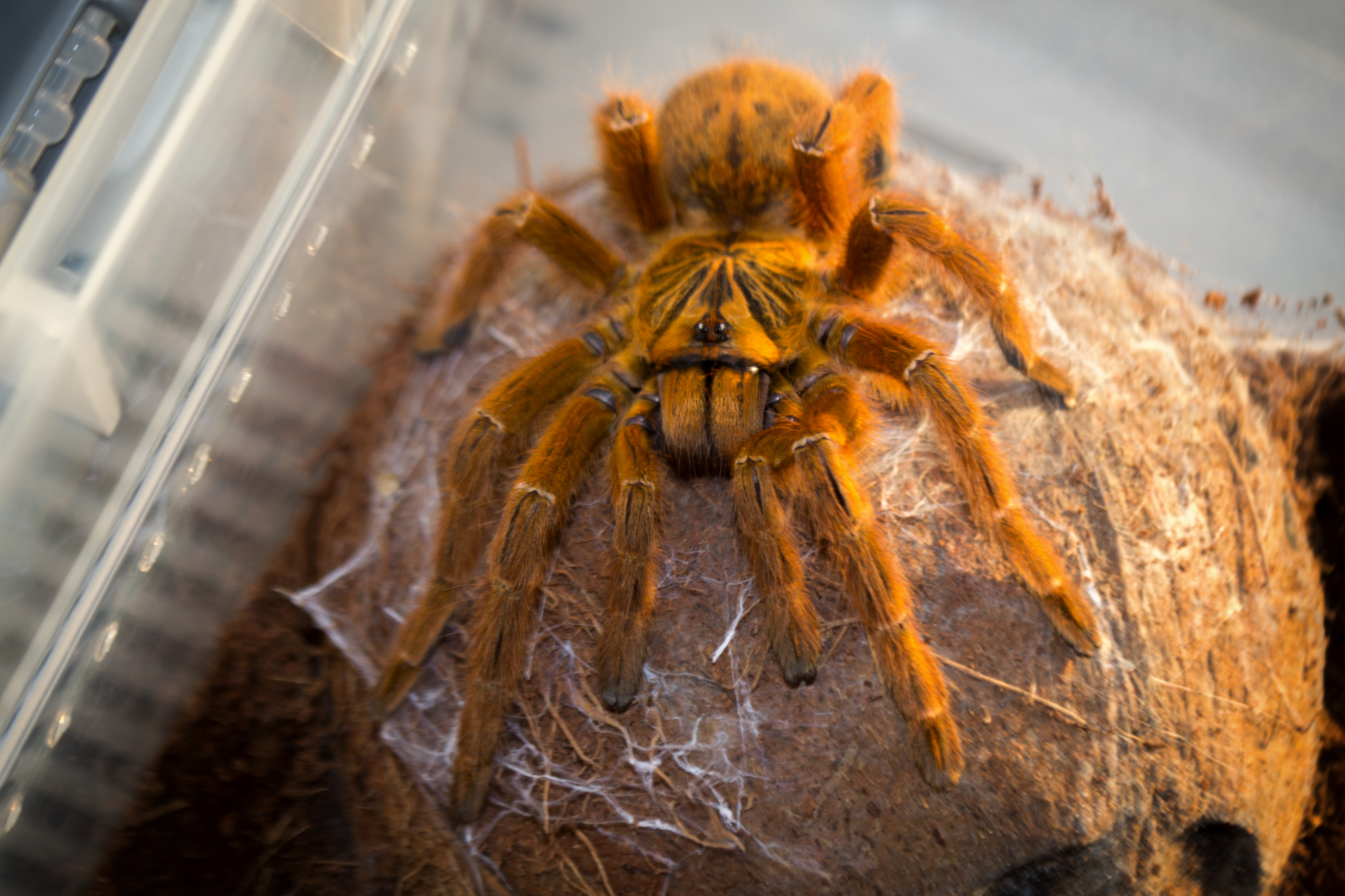 29 Orange Spiders (Pictures and Identification)