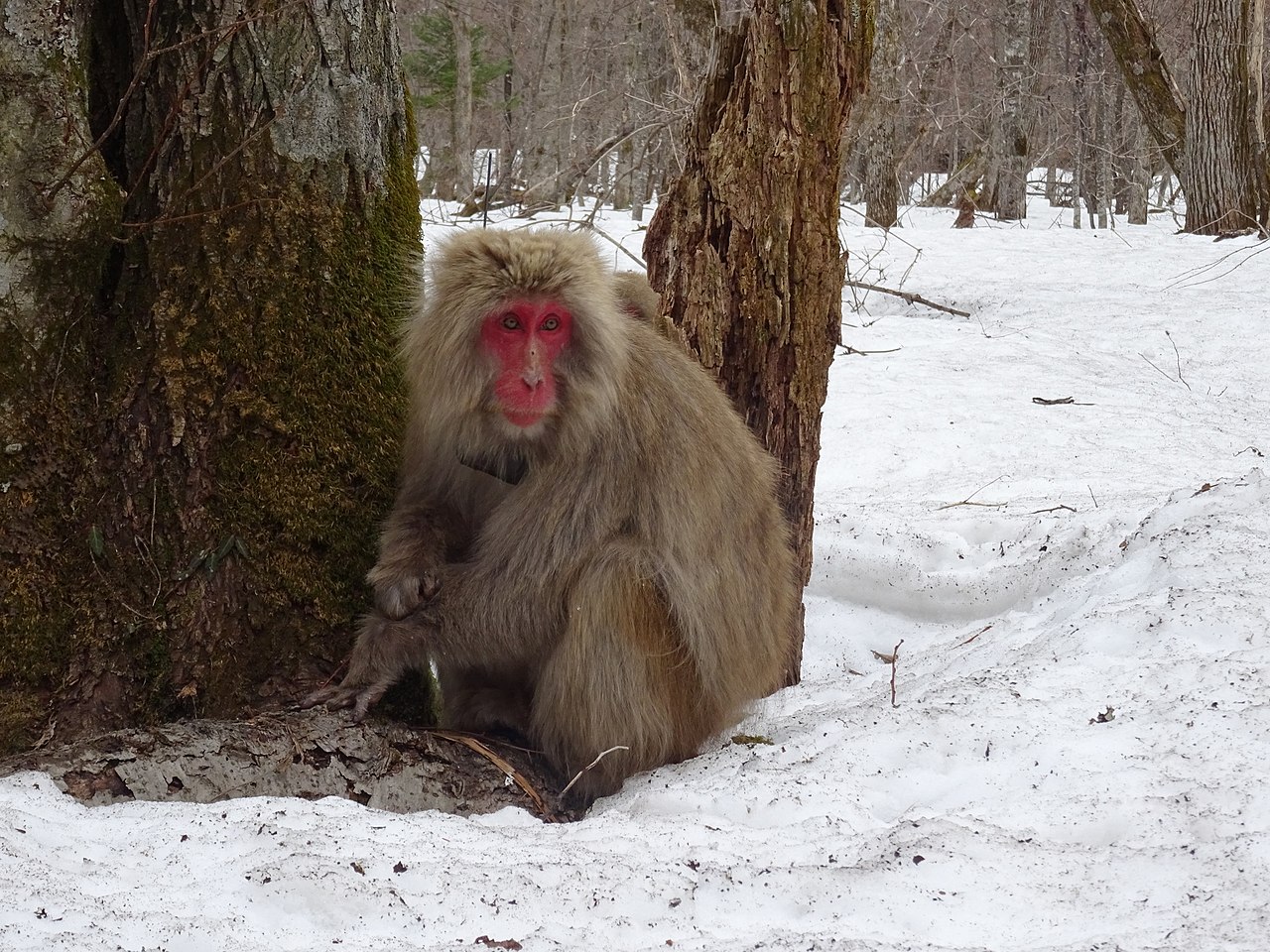 10 Monkeys With Red (or Pink) Faces (with Pictures)