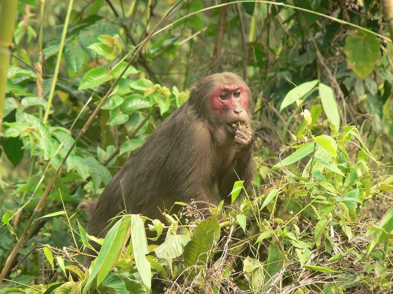 10 Monkeys With Red (or Pink) Faces (with Pictures)