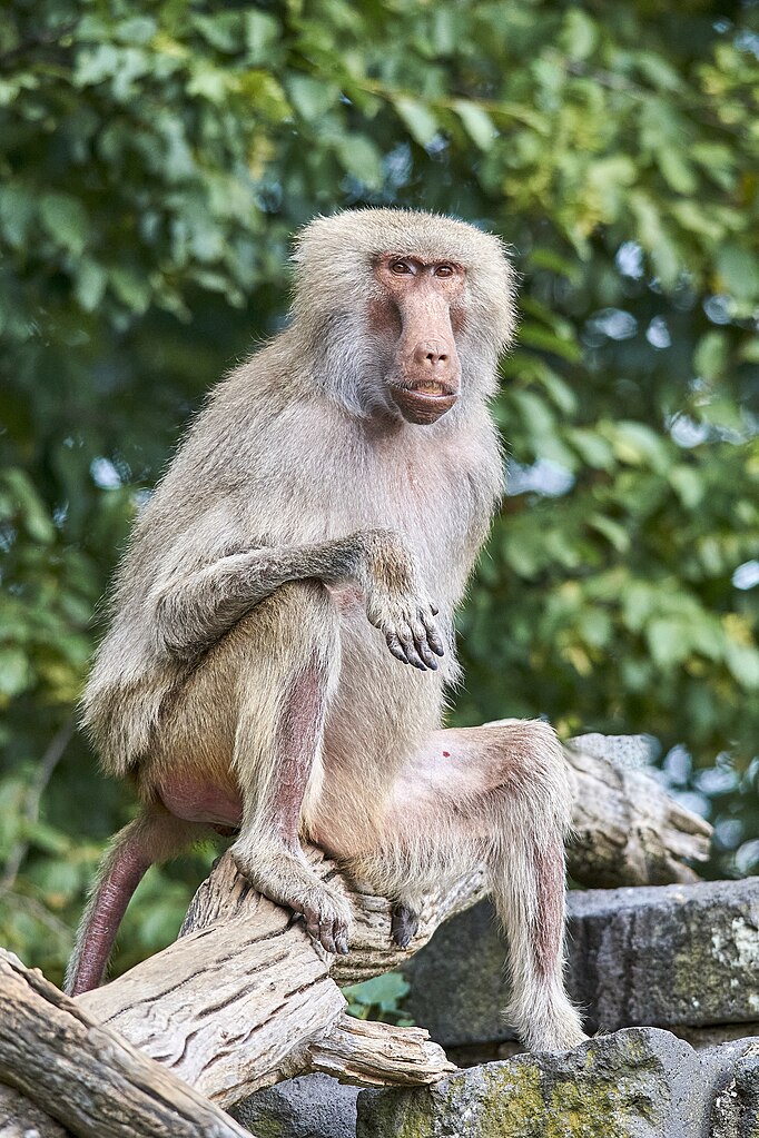10 Monkeys With Red (or Pink) Faces (with Pictures)