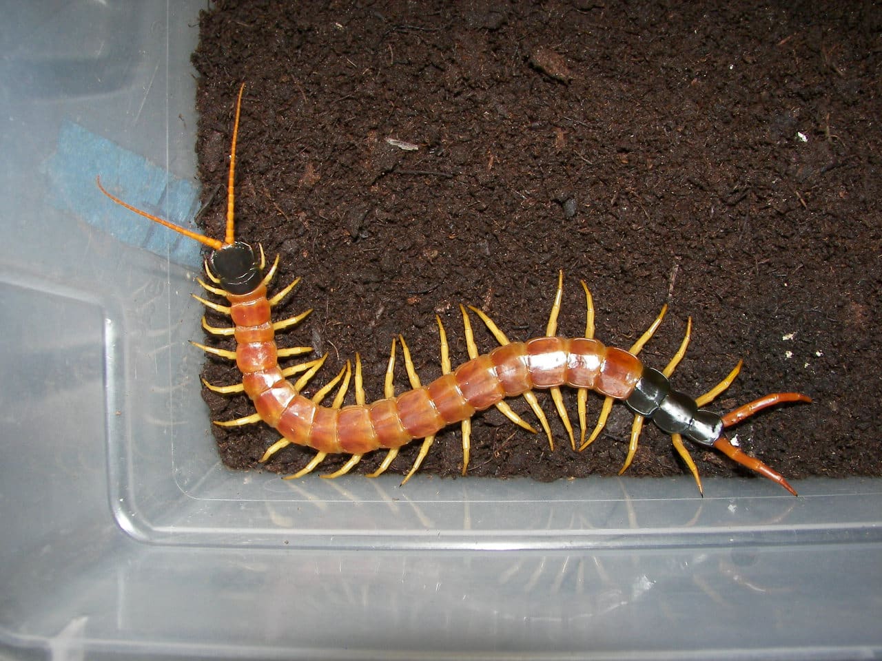 13 Common Types of Centipedes (with Range Maps)