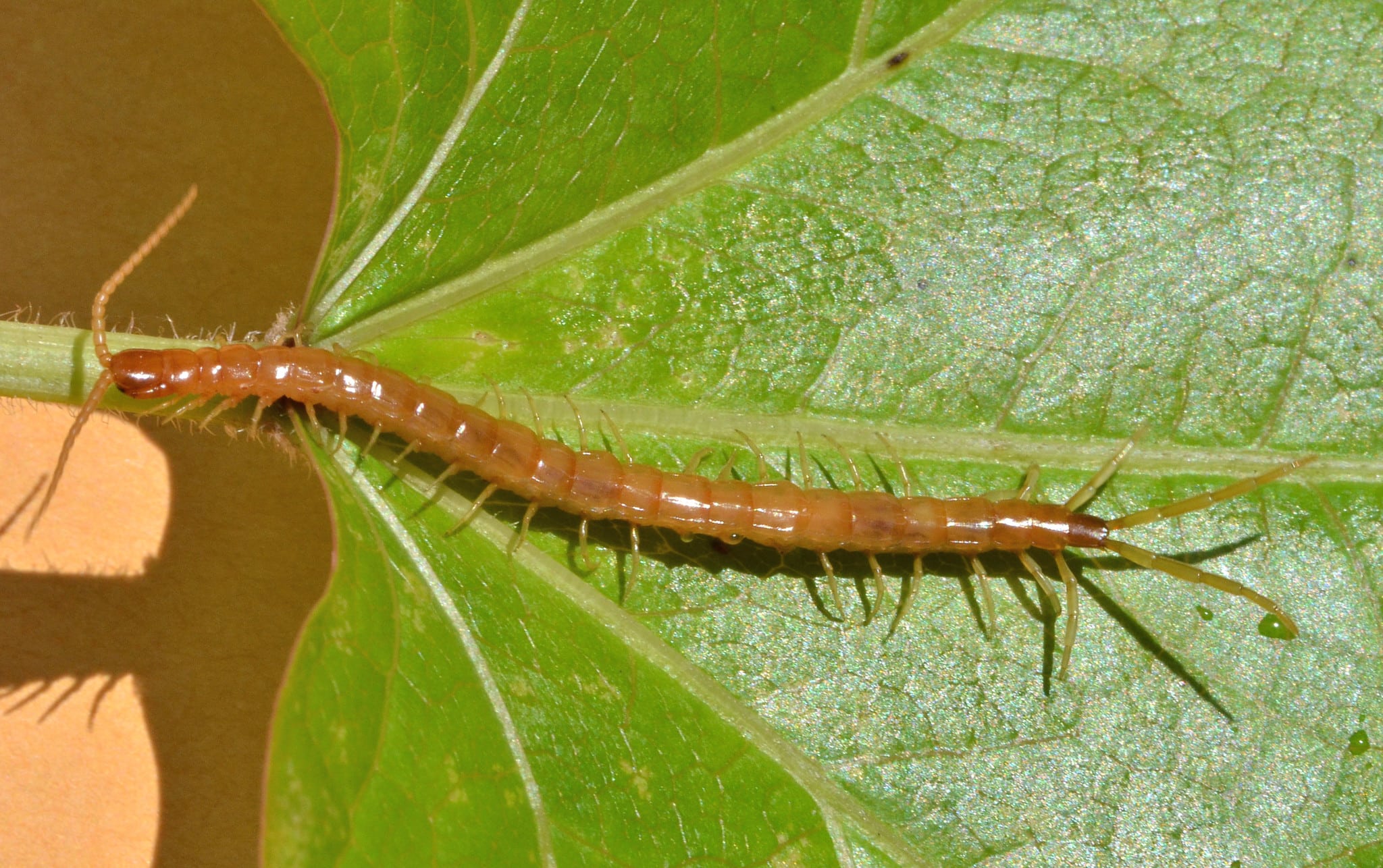 13 Common Types of Centipedes (with Range Maps)