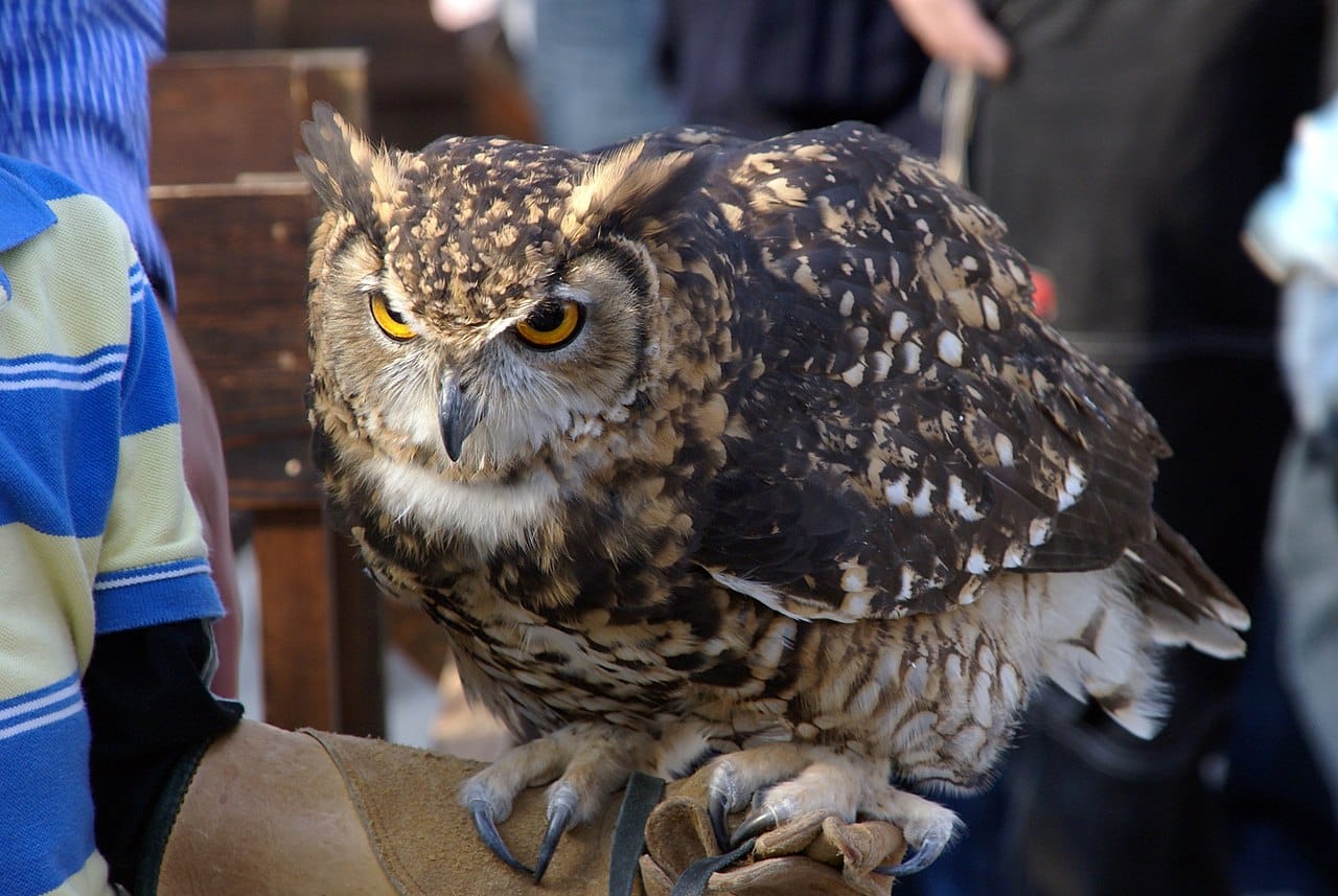 12 Owls With Orange (Or Red) Eyes (with Pictures)