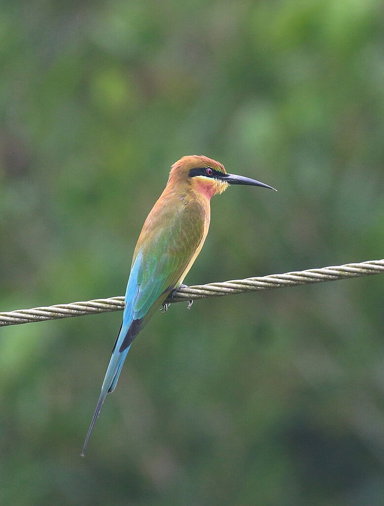 15 Amazing Birds With Blue Tails (with Pictures)