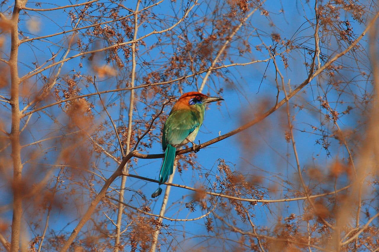 15 Amazing Birds With Blue Tails (with Pictures)