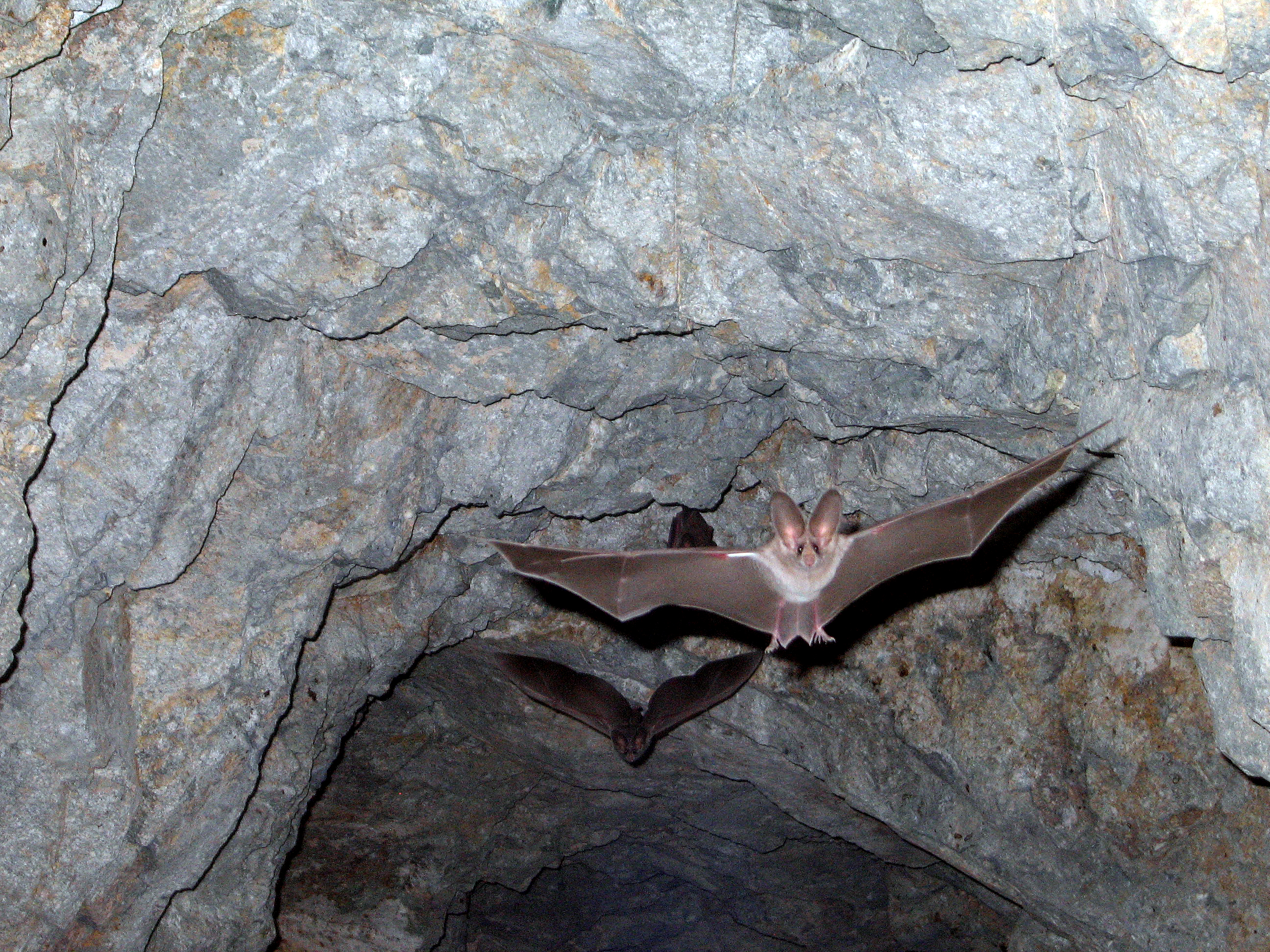 Bats in California: Types, Distribution Map, And Facts