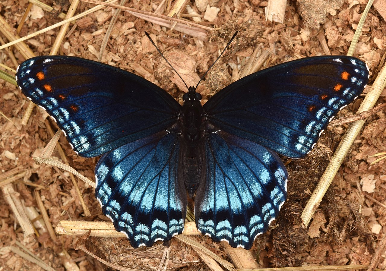 55 Amazing Blue Butterflies (Pictures and Identification Guide)