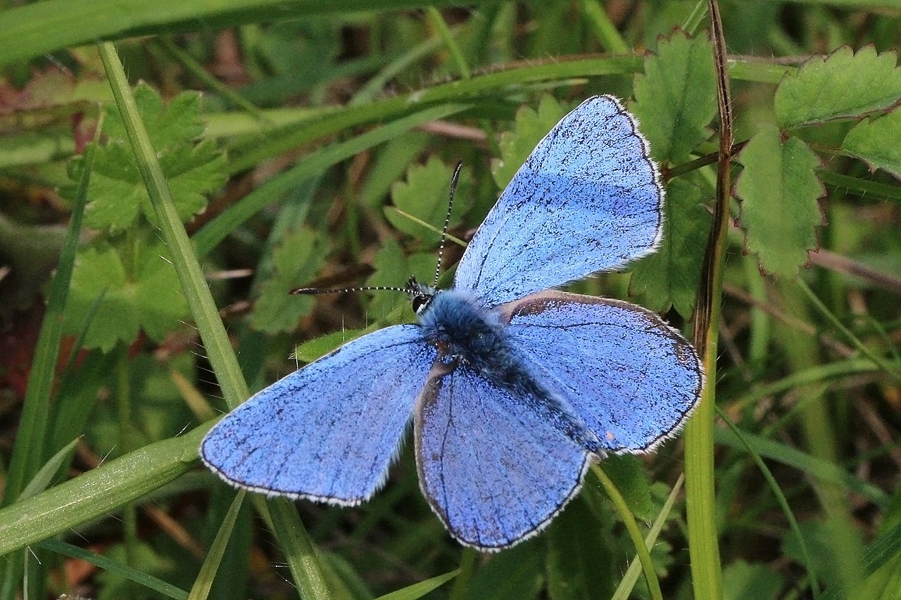 55 Amazing Blue Butterflies (Pictures and Identification Guide)