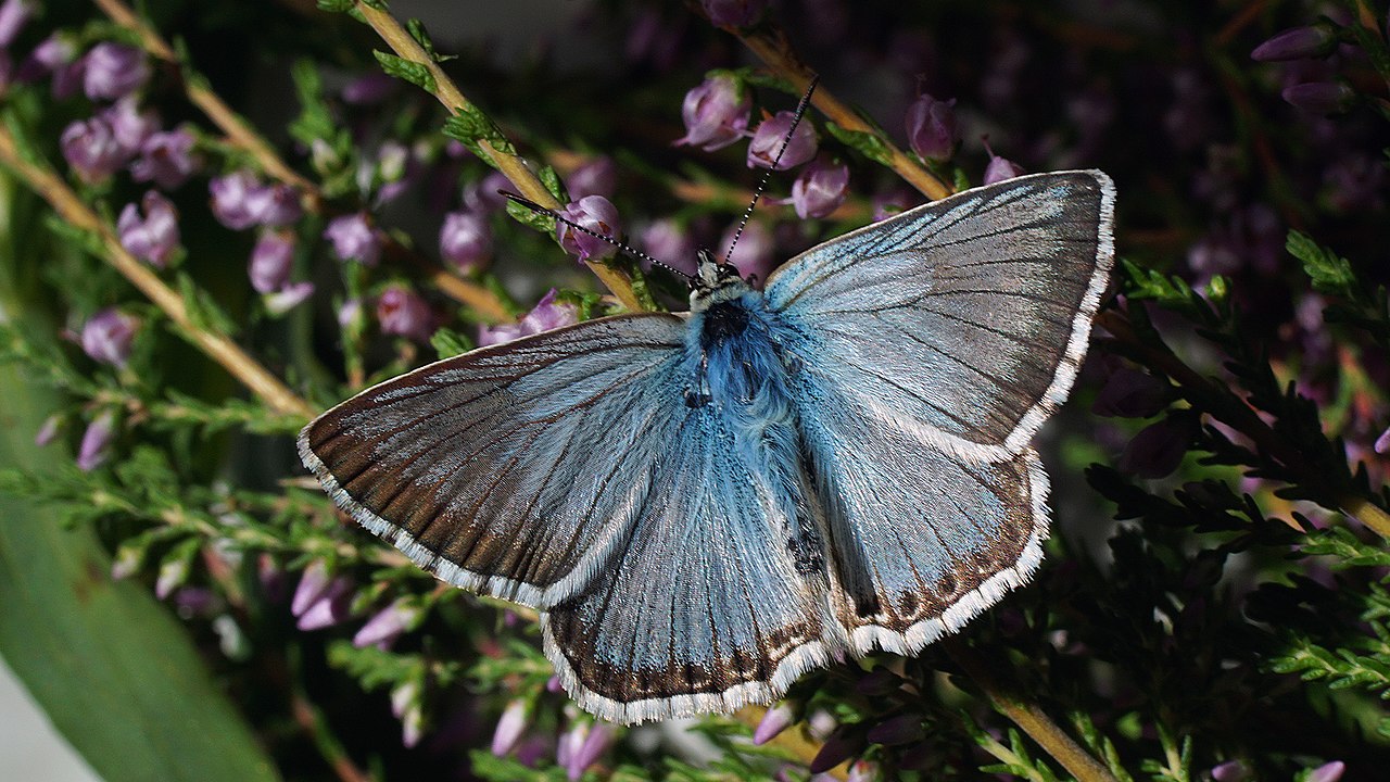 55 Amazing Blue Butterflies (Pictures and Identification Guide)