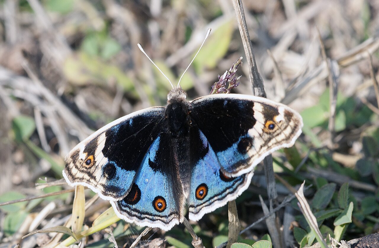 55 Amazing Blue Butterflies (Pictures and Identification Guide)