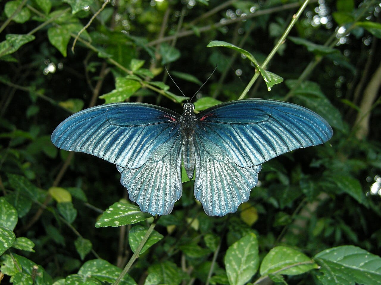 55 Amazing Blue Butterflies (Pictures and Identification Guide)