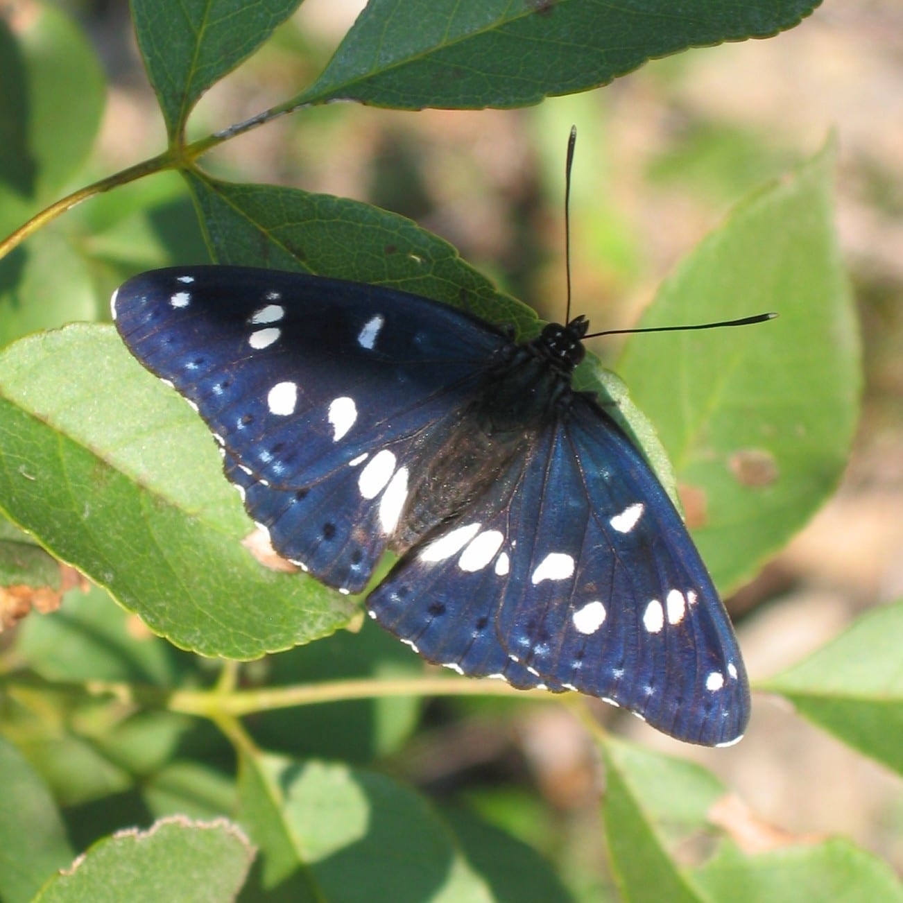 55 Amazing Blue Butterflies (Pictures and Identification Guide)