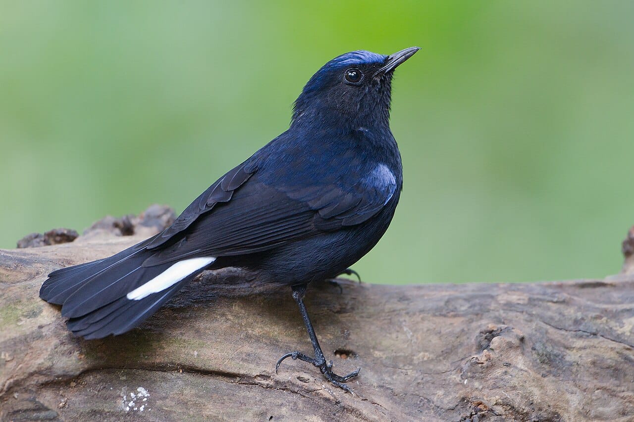 22 Birds With White Tails (with Pictures)