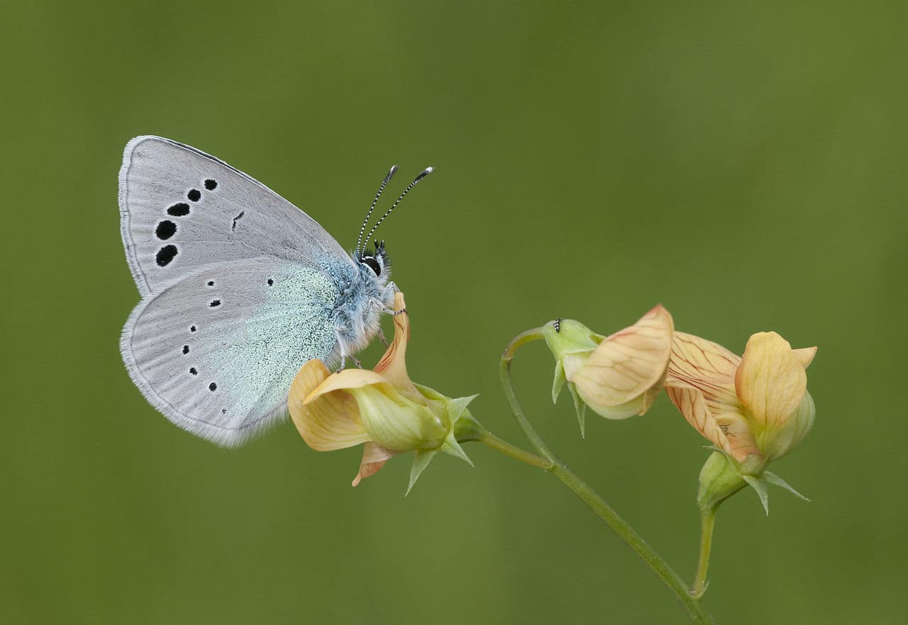 55 Amazing Blue Butterflies (Pictures and Identification Guide)